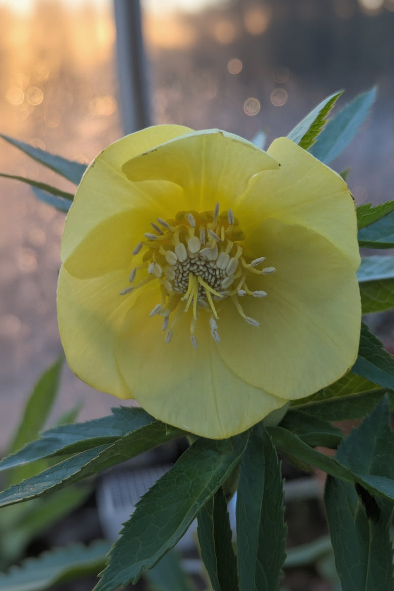Helleborus x hybridus (Dixter Pure Yellow) – Great Dixter House and Gardens