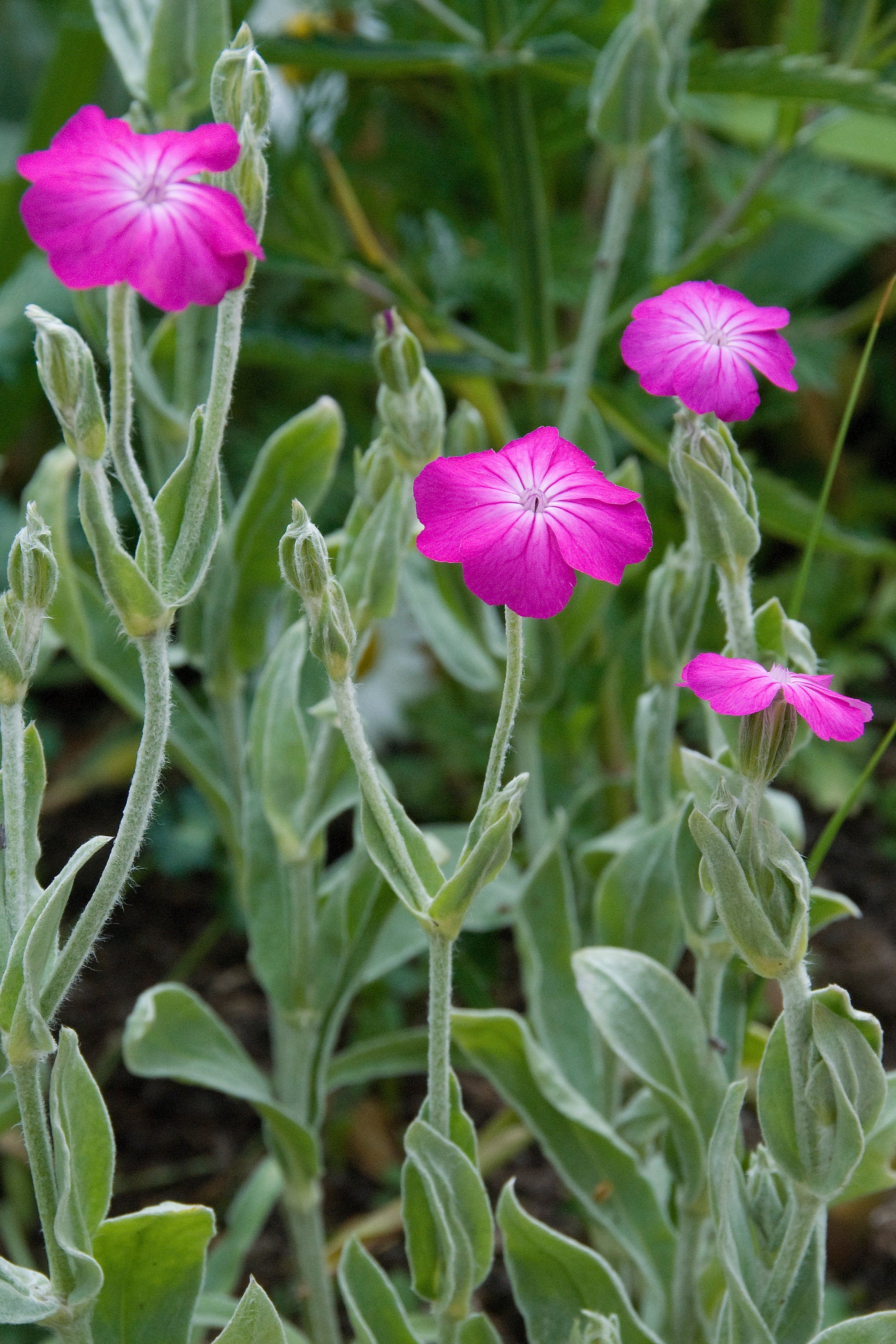 Lychnis Coronaria