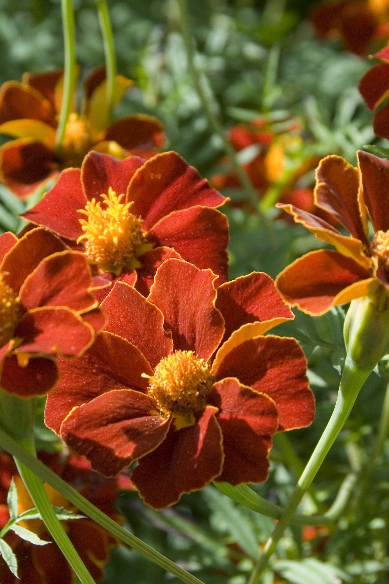 Great Dixter Seed - Tagetes Cinnabar – Great Dixter House and Gardens